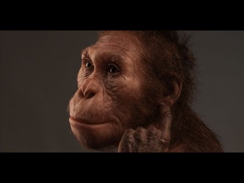 Australopithecus sediba: No such thing as a missing link
