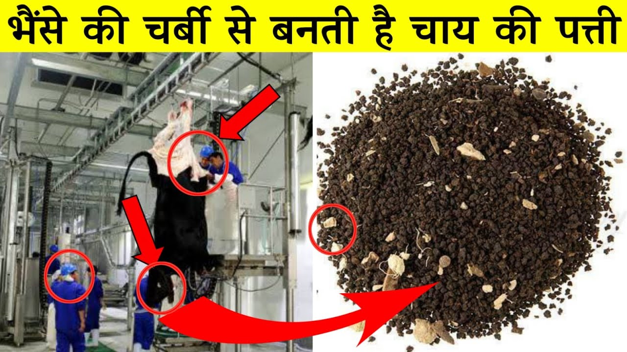भैंसे की चर्बी से बनती है चाय की पत्ती ? Tea leaves manufacturing ...