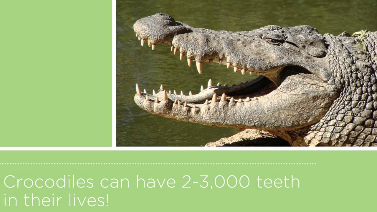 9 Fun Facts About Animal Teeth | Devoted Family Dental - YouTube