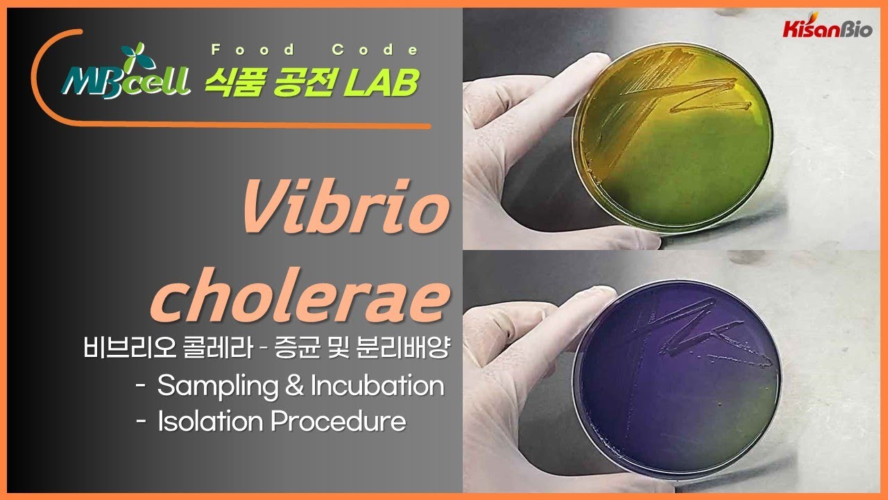 MBcell 식품공전 비브리오 콜레라 시료 증균 및 분리배양 실험하기! ( Vibrio cholerae ) - YouTube