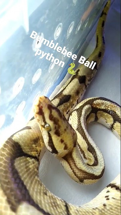 Ball python - YouTube