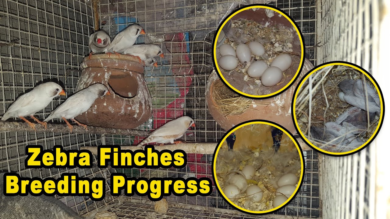 Finches colony breeding progress | Zebra finches ky anday aur bachay ...