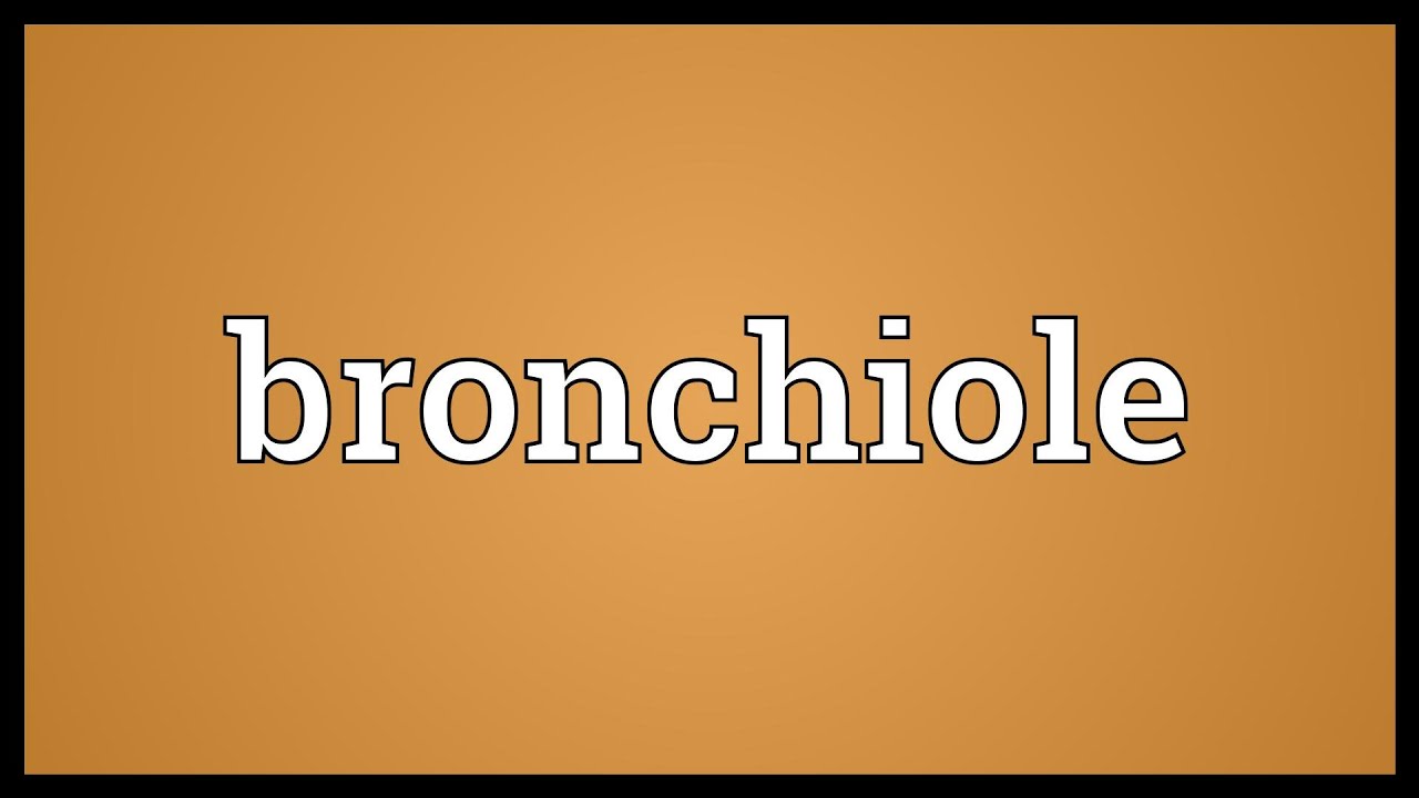Bronchiole Meaning - YouTube
