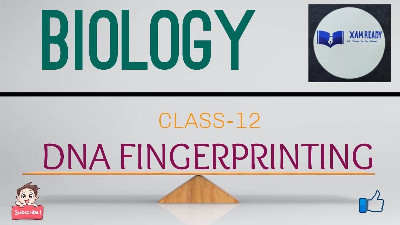 DNA FINGERPRINTING CLASS 12 YouTube dna-fingerprinting-class-12-youtube