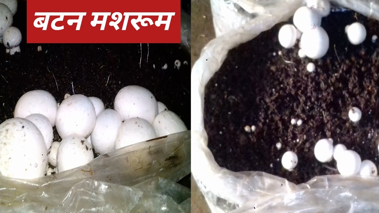 Button mushroom farming (full information) - YouTube