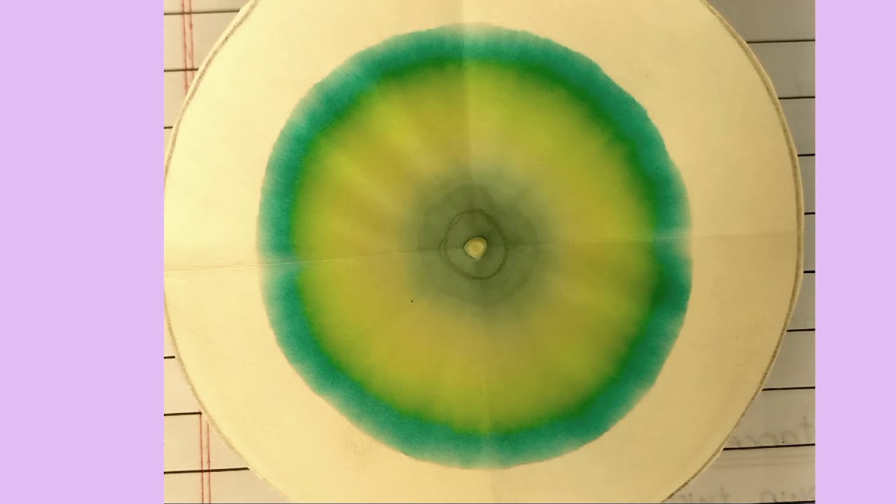 Radial Paper Chromatography Experiment short ytshort YouTube radial-paper-chromatography-experiment-short-ytshort-youtube
