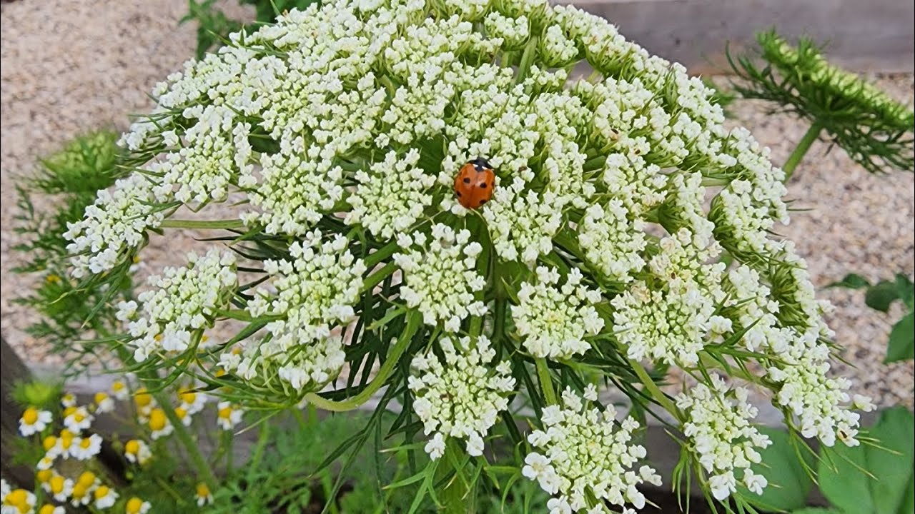 Carrots Chamomile & ladybugs - YouTube