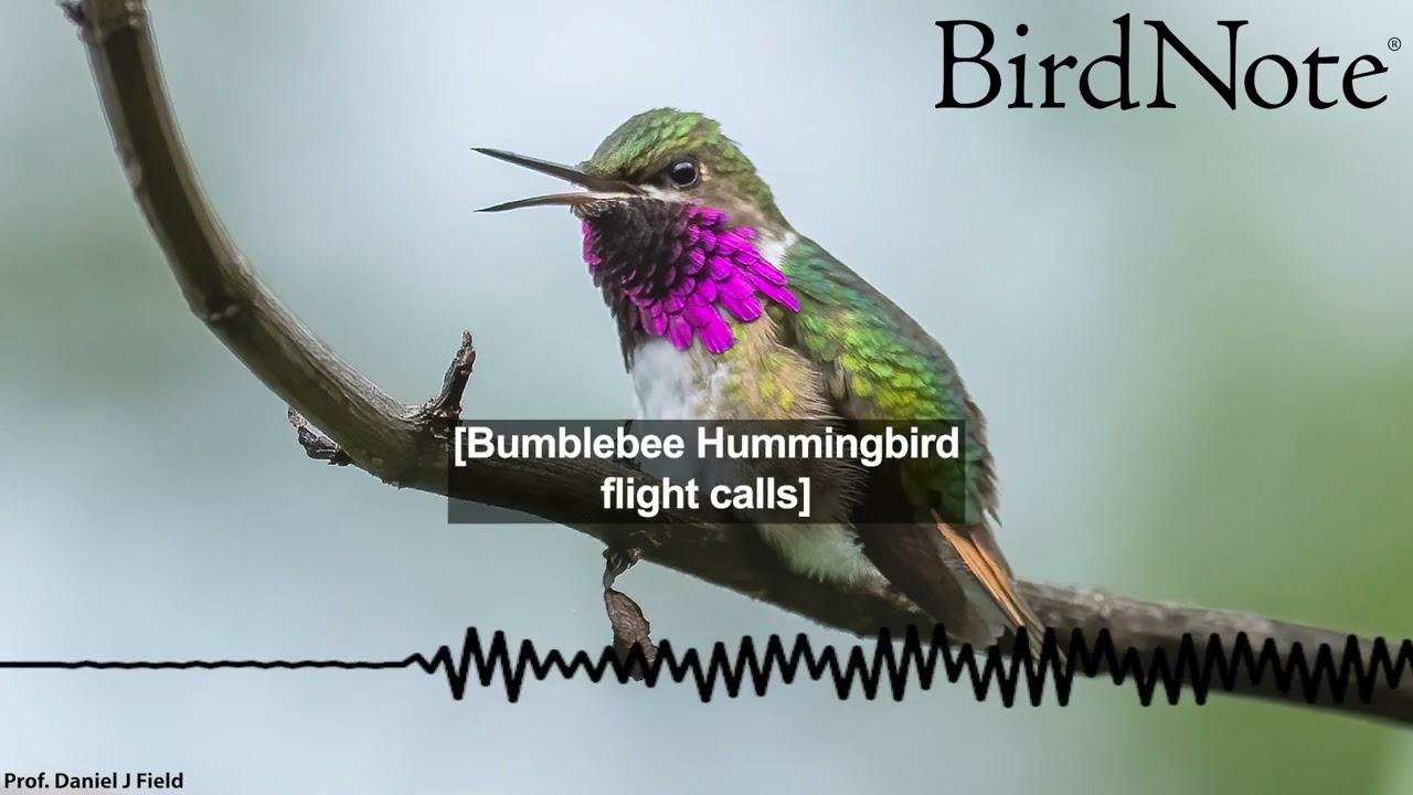 Bee Hummingbird Flying