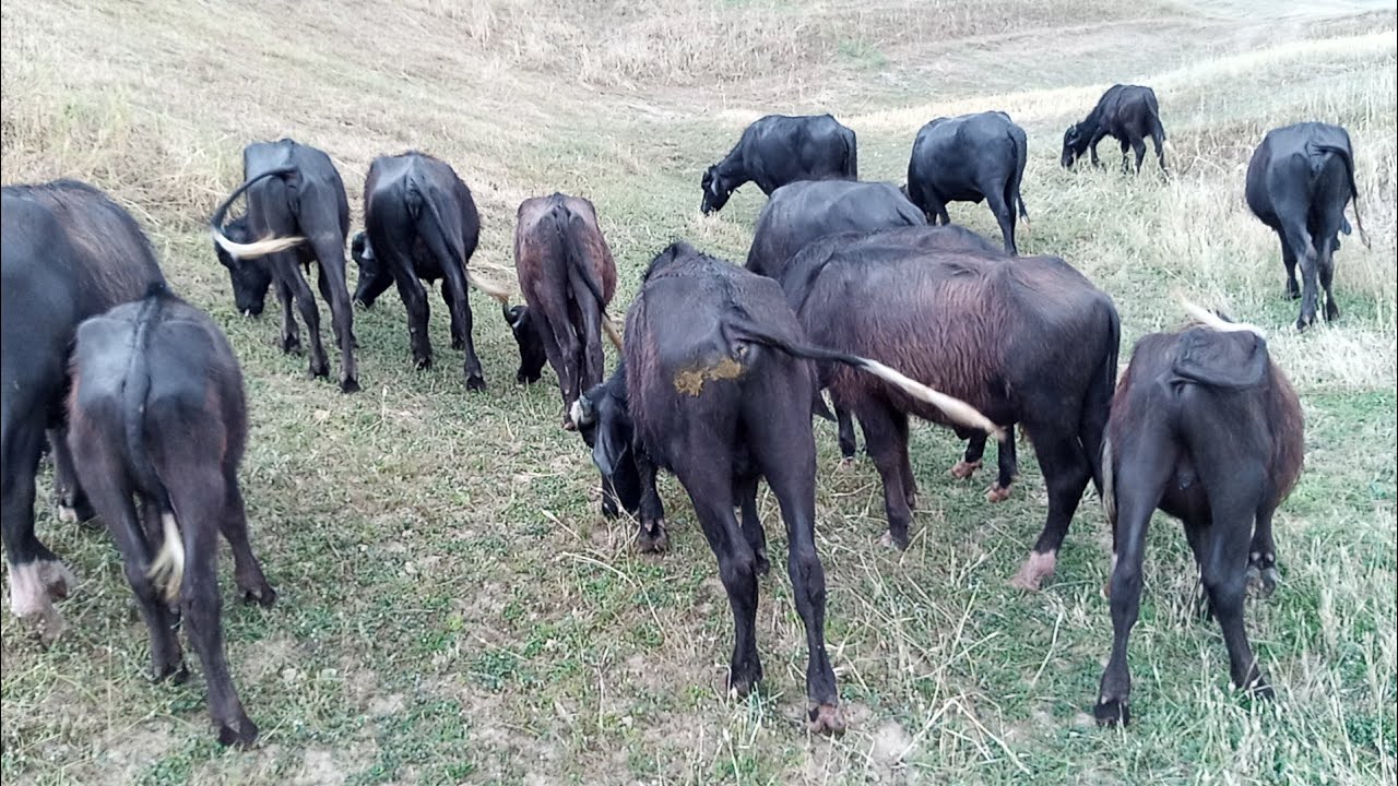 katta farming and buffalo ki video kashmir mi MashaAllah - YouTube