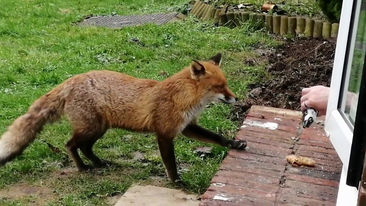 Fox are not afraid - YouTube