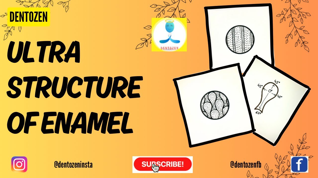 Ultrastructure of Enamel | Enamel | Enamel histology | Enamel Structure ...
