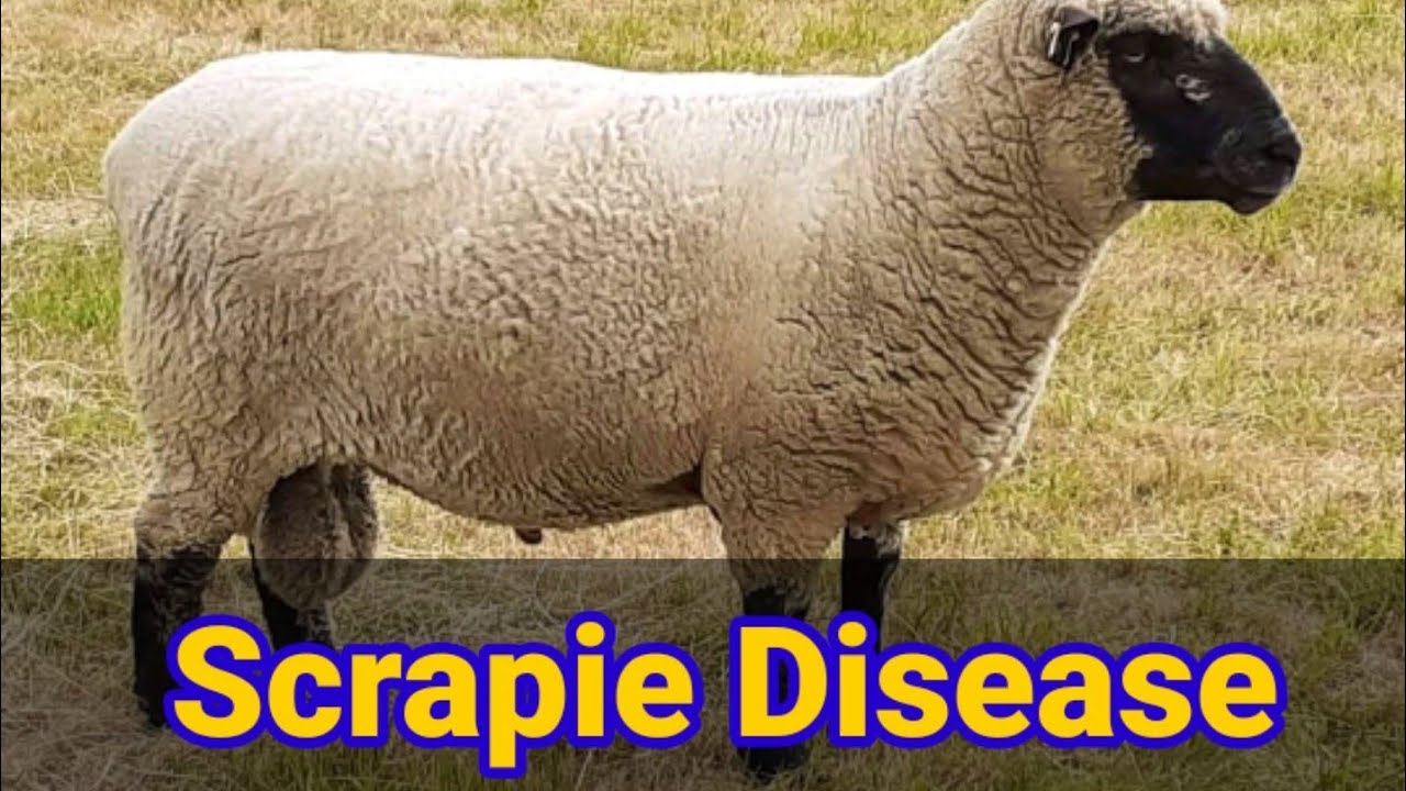 Scrapie Disease in Animals. - YouTube