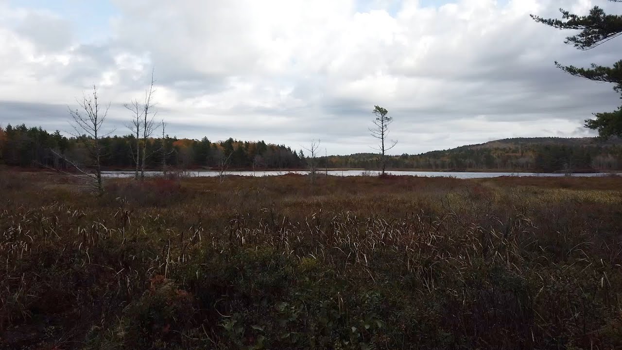 Acadia National Park - Carriage Road & Witch Hole Pond (2020) - YouTube