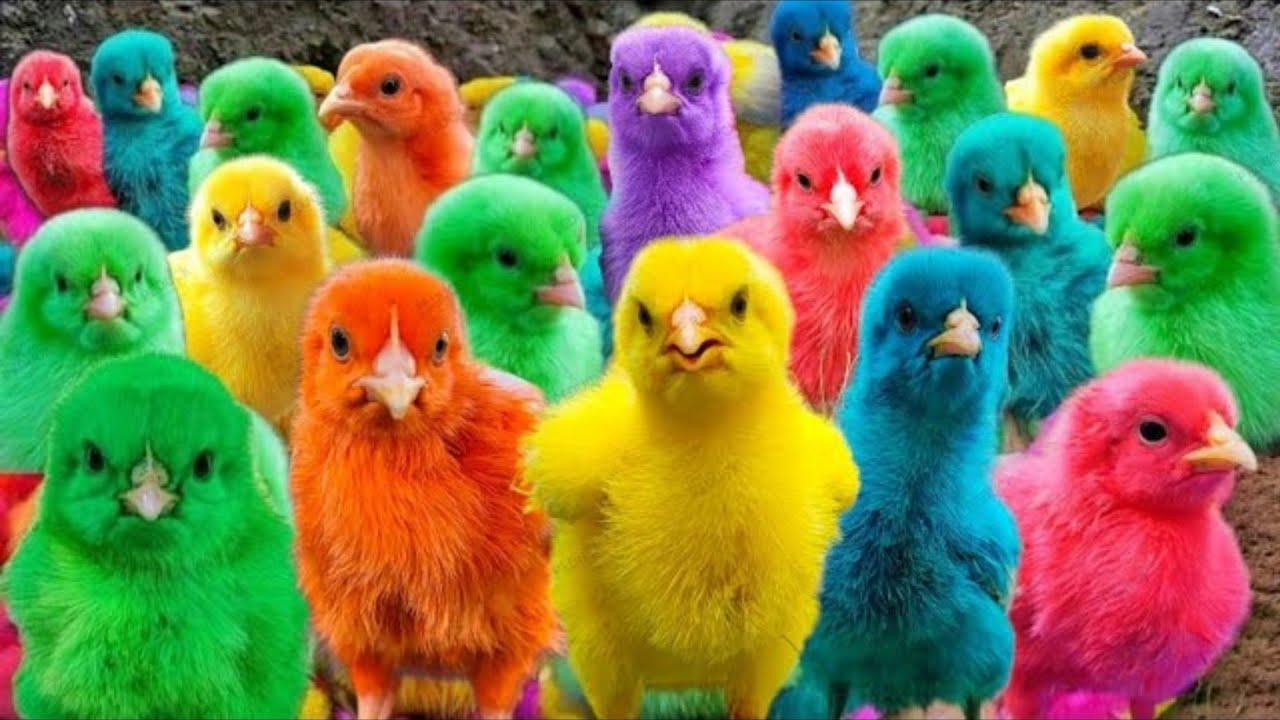 So cute Colorful chicks|Rainbow Chicks|Mini Chicks|Rainbow Colorful ...