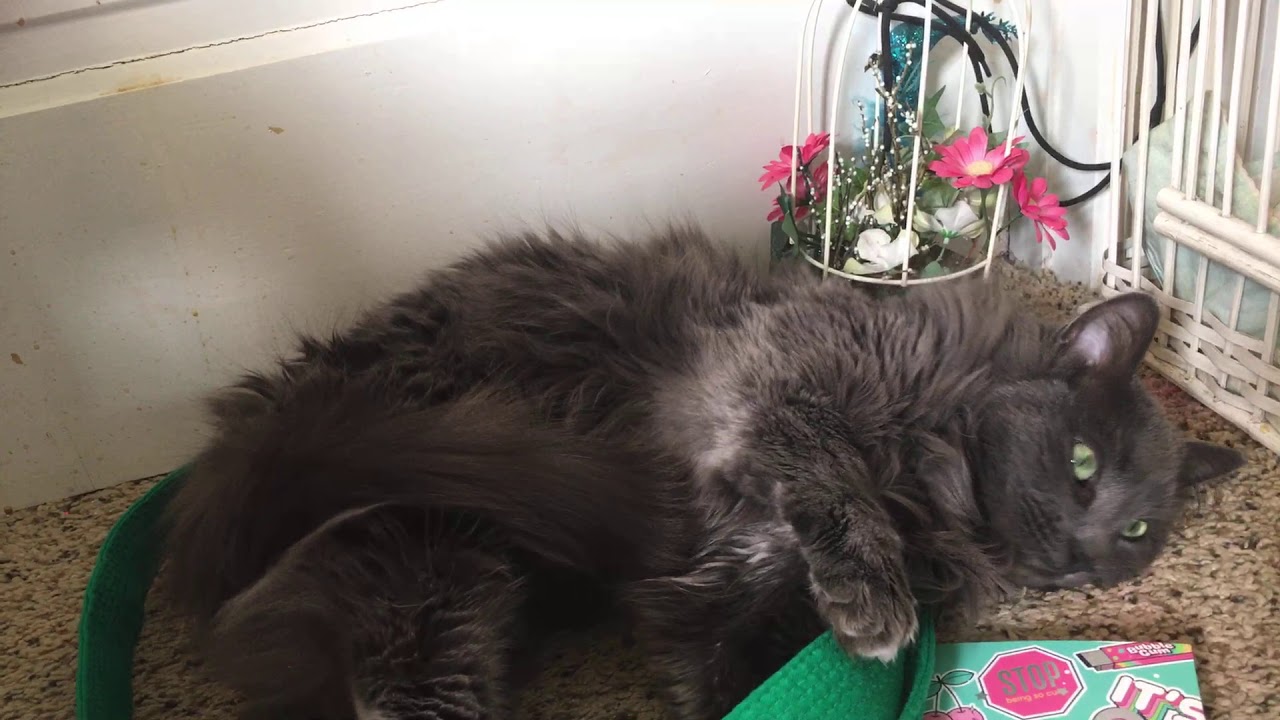 |VERY OLD| Lookkk at my caaaat!🥺 - YouTube