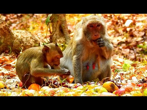 GOOD DAY!!JANNA & JANE HAS A LOTS OF FRUIT, BOTH OF THEM IS HAPPY COS FULL, THANK CAMERAMEN FOR FOOD