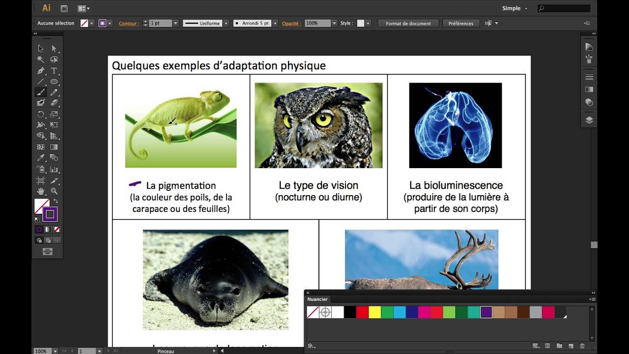 La biodiversité - leçon 6 : les adaptations physiques - YouTube