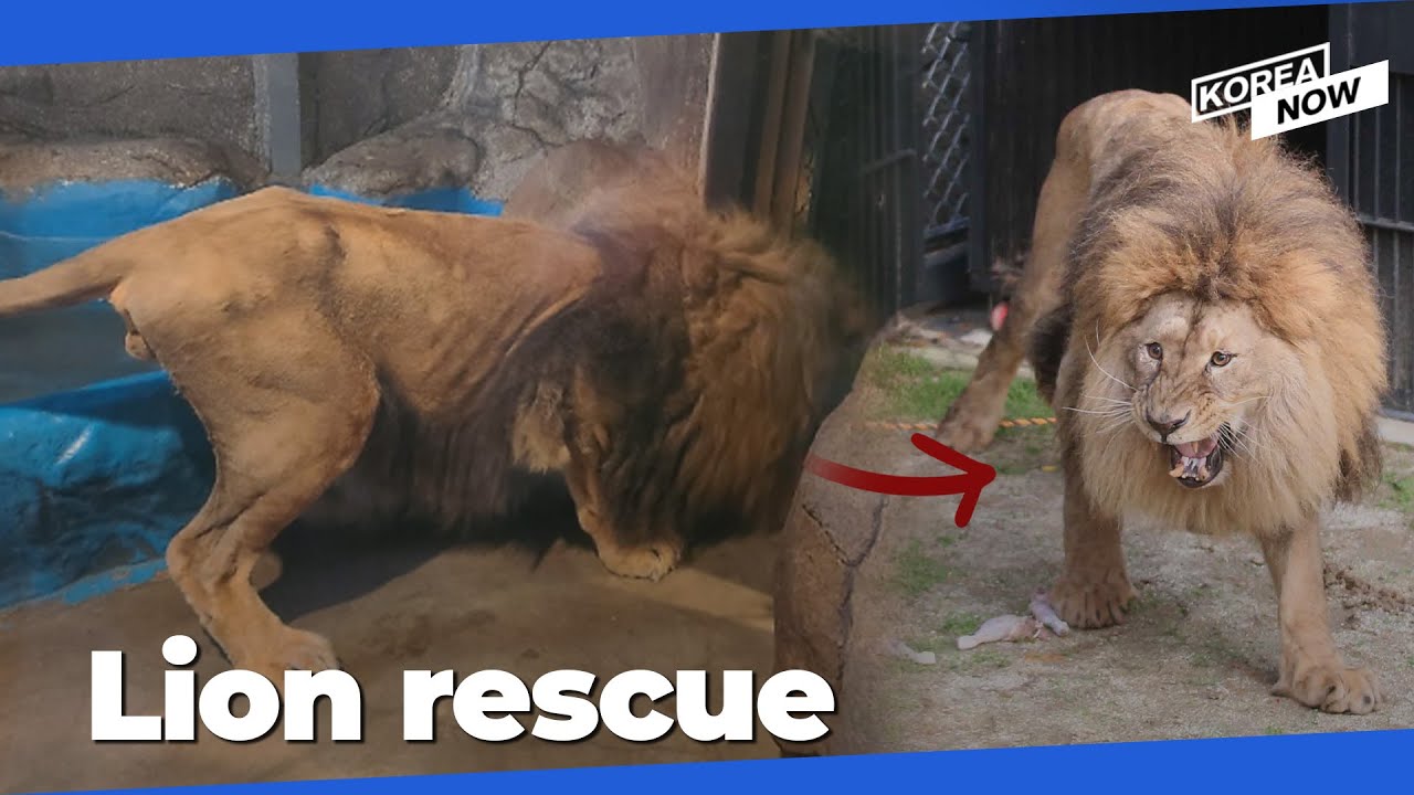 Malnourished lion leaves private zoo for new home - YouTube