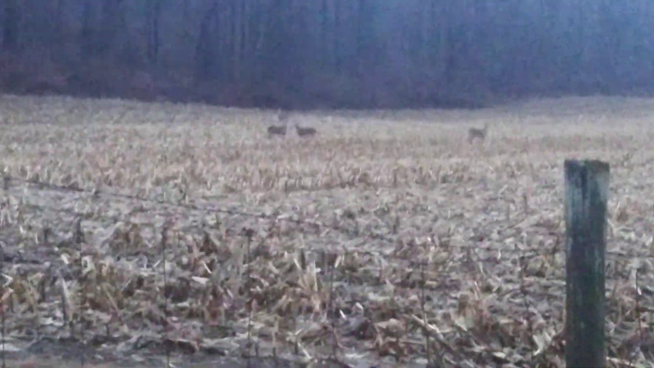 Watching the deer - YouTube
