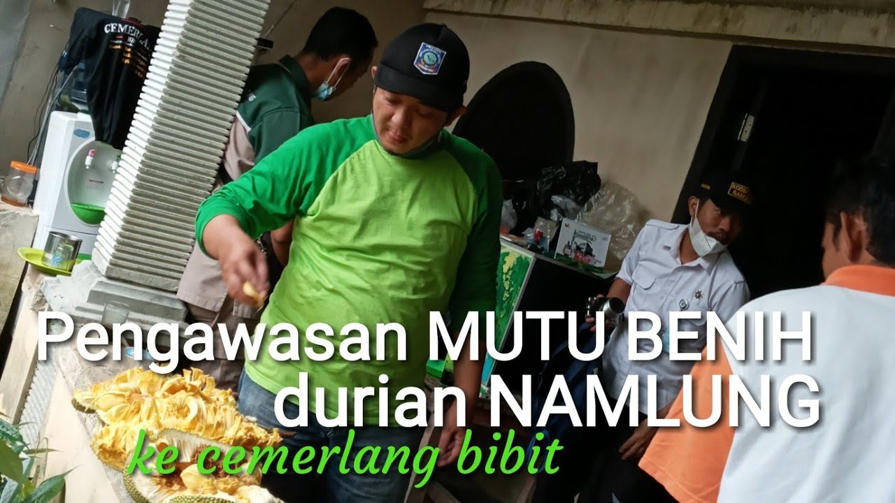 SERTIFIKASI CEMERLANG BIBIT || Pengawasa oleh UPTD, PBT, BPSMB BABEL & DINAS PERTANIAN BABAR ...