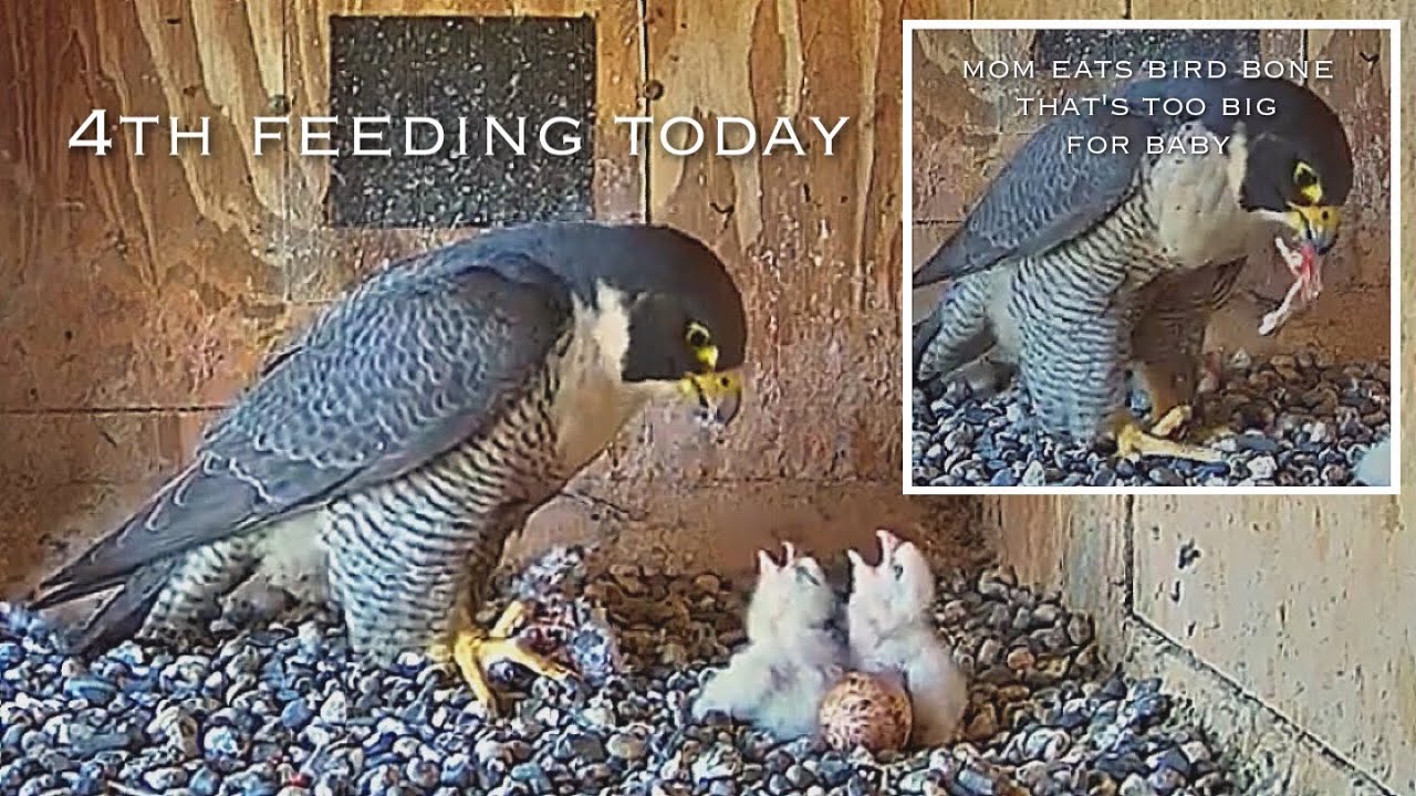 #15🦅Falcon Nest ／Box Camera - FalconCam Project LIVE - YouTube