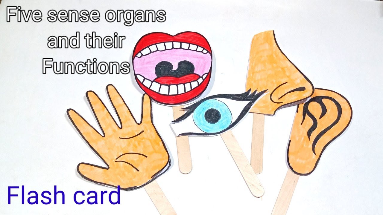 Five sense organs and their functions || 5 sense organs with flash card ...