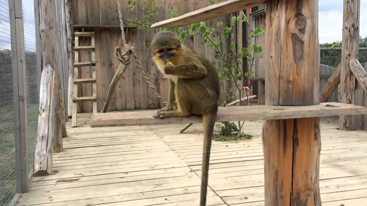 Zoo Tatralandia - YouTube