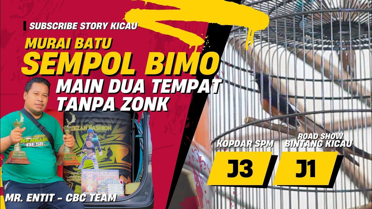 AKSI MURAI BATU SEMPOL BIMO MILIK MR.ENTIT CBC TEAM JUARA DI 2 EO SPM J3 ROAD SHOW BINTANG KICAU ...