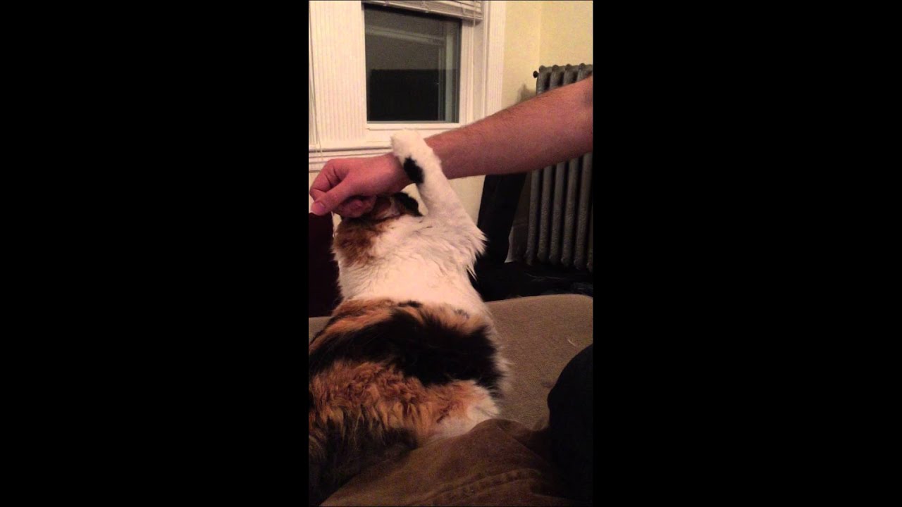 Cat grabs arm 2 - YouTube