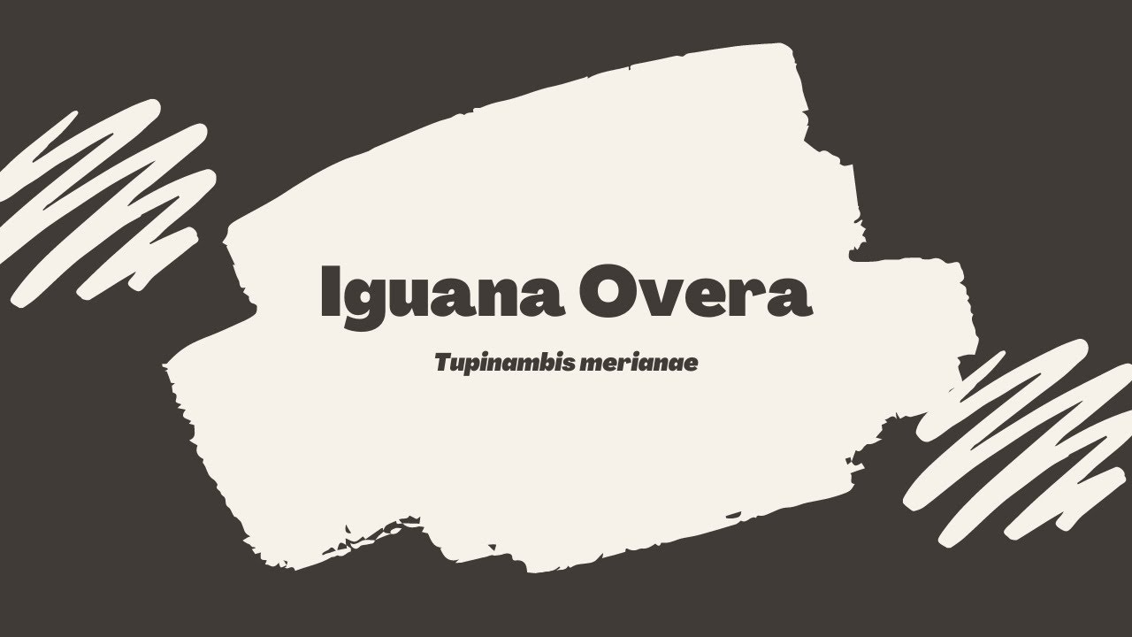 I | Iguana overa [Tupinambis merianae] - YouTube