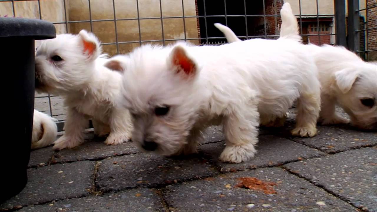 Cachorro: West Highland White Terrier - YouTube