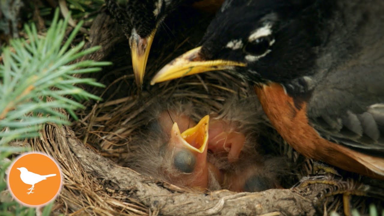Bird Family Feeding in the Nest! [Tiny Chicks] - YouTube