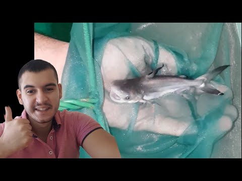 AKVARYUM BALIĞI BOYLANDIRMA