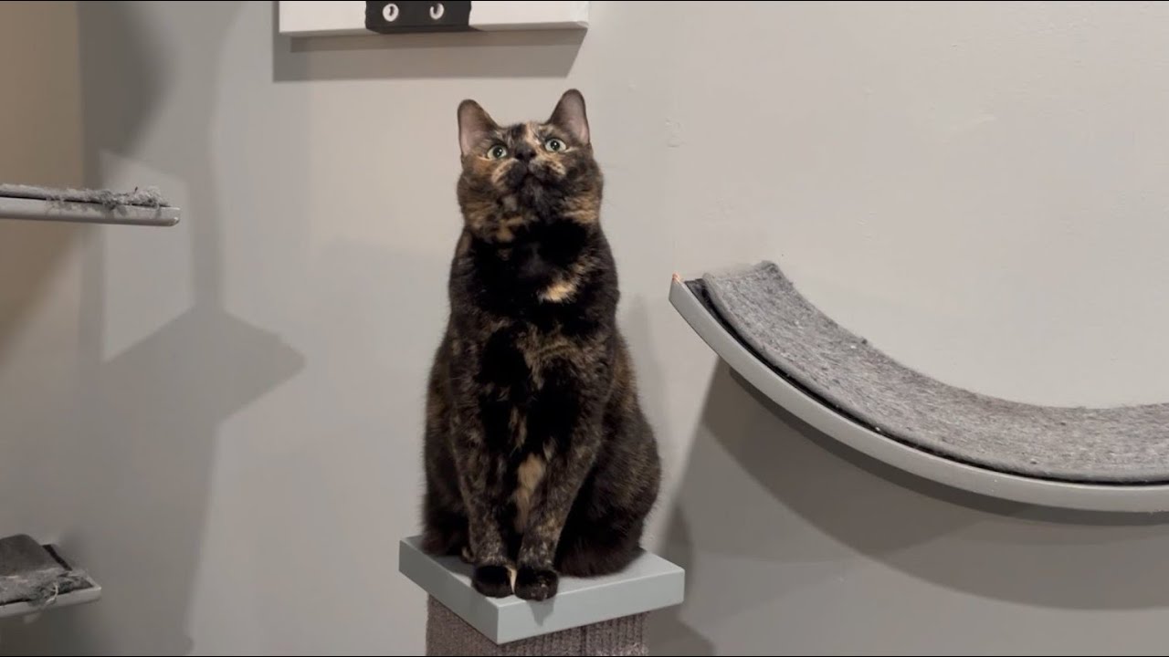 Cat on post - YouTube
