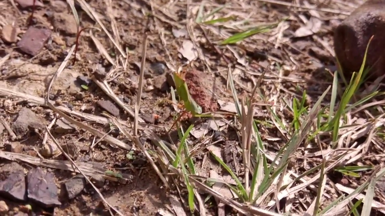 Baby Grass Mantis in the bananas (piller valley) NSW Australia - YouTube