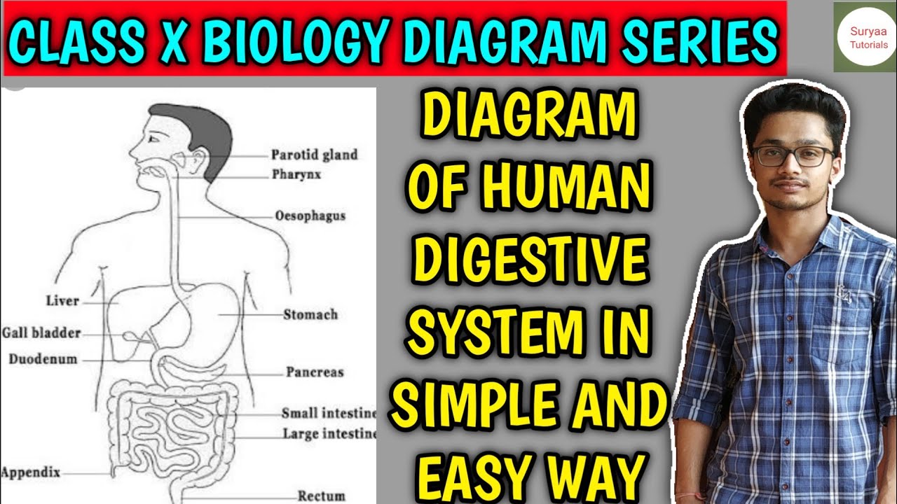 How to draw the diagram of Human Digestive System || Diagram of Human ...