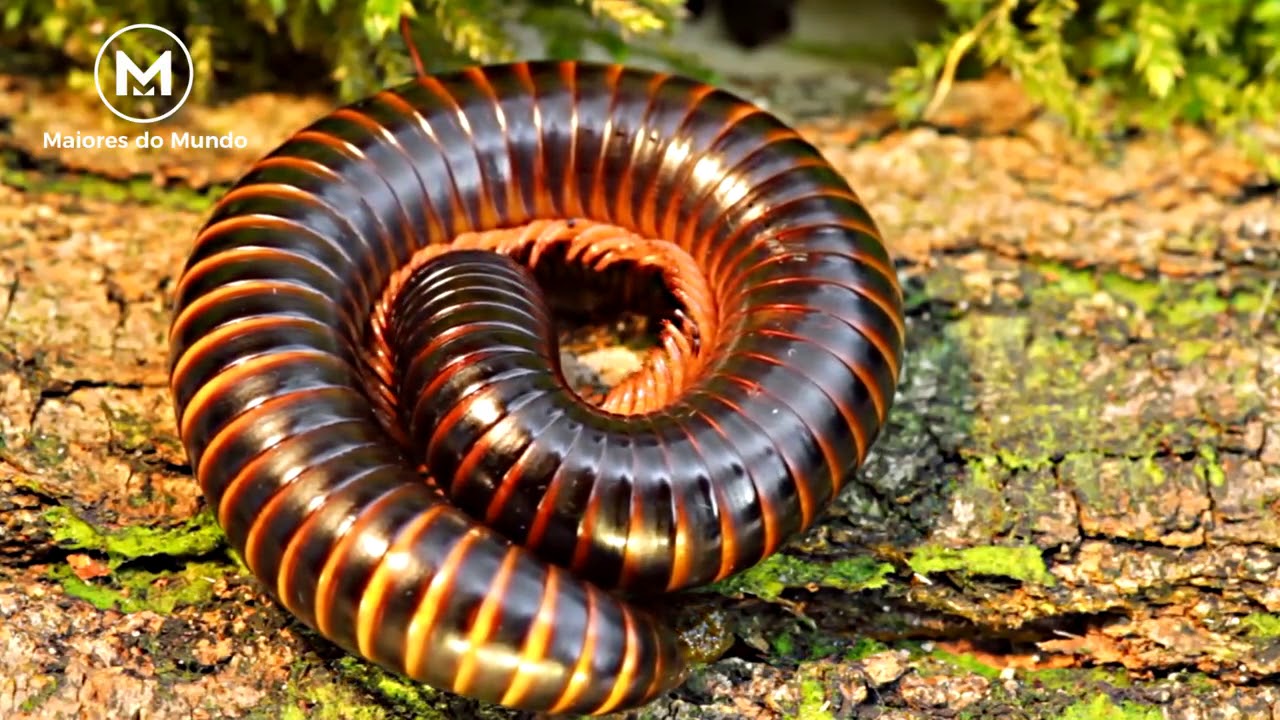 OS 10 ANIMAIS MAIS FEDORENTOS DO MUNDO - MAIORES DO MUNDO - YouTube