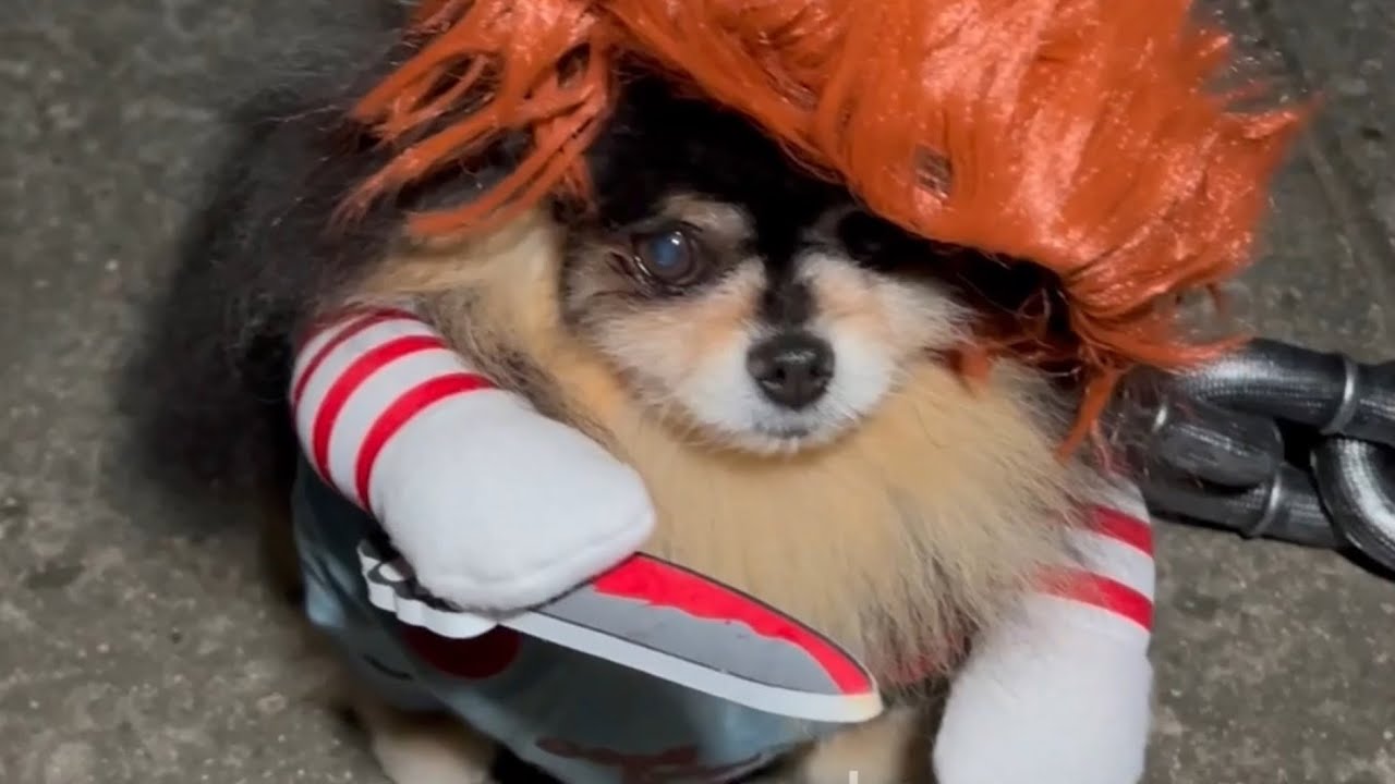 Compilation of Mocha Pom Shorts June 2024 | Cute Dog Shorts - YouTube