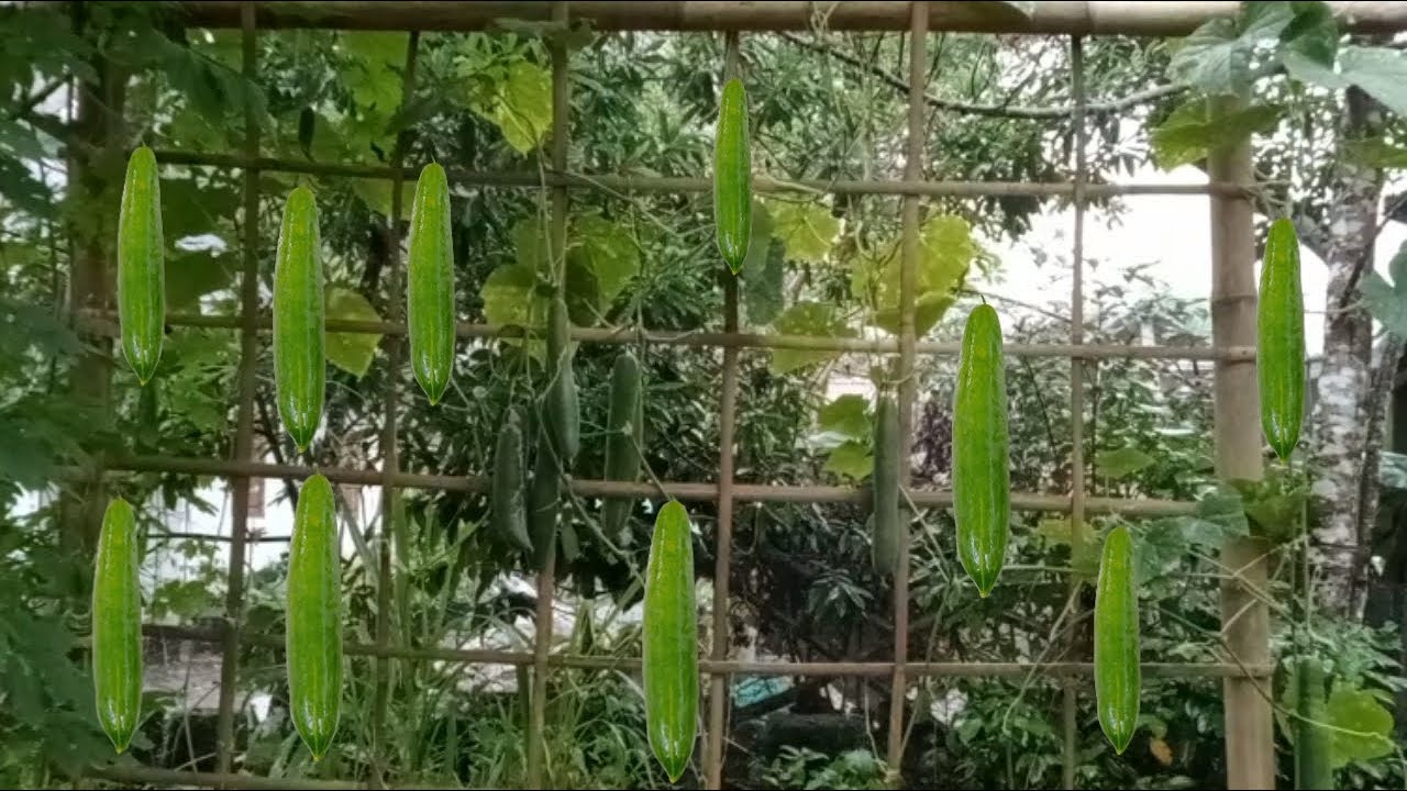 Cara menanam timun organik dengann mudah dirumah | How to grow organic ...