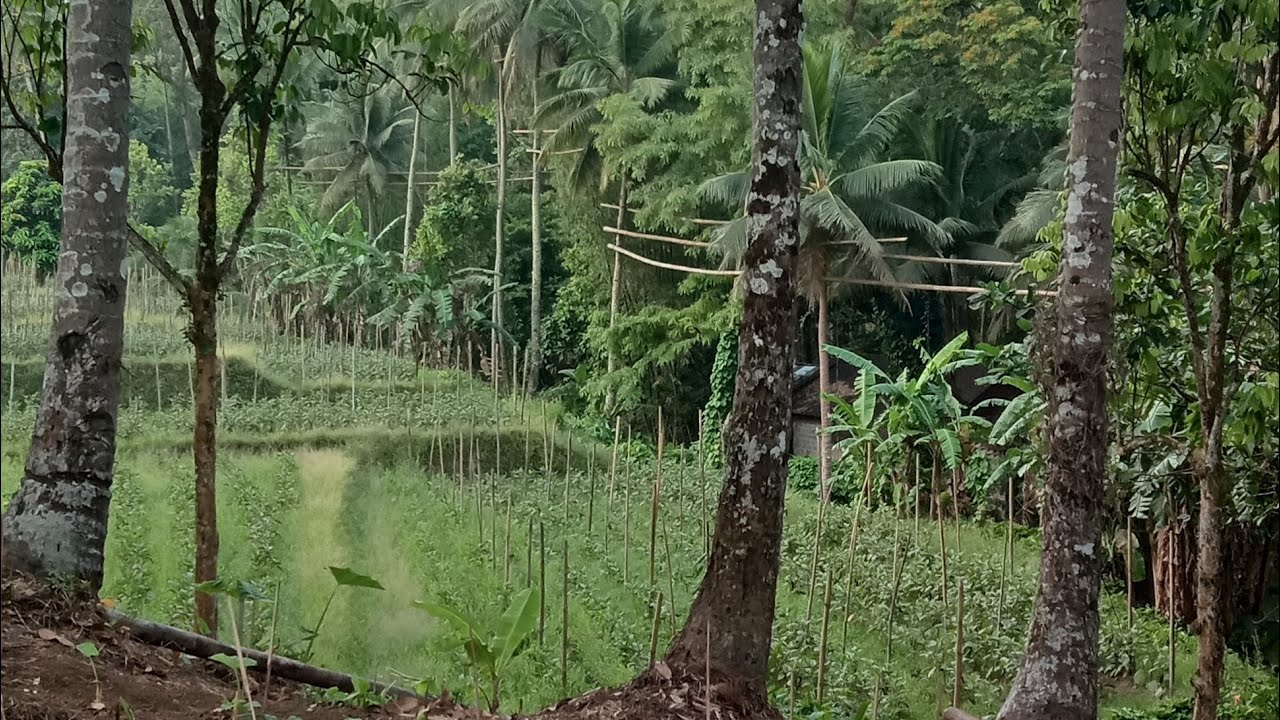 Good Morning Liliw Laguna Quick Live - YouTube