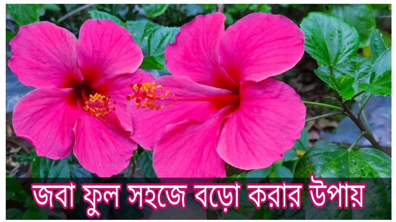 জবা ফুল সহজে বড়ো করার উপায় // With Update // How To Grow Hibiscus ...