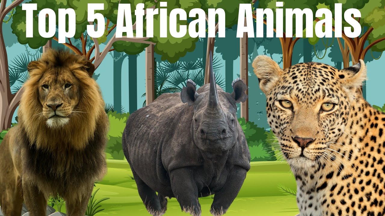 Top 5 African Animals For Toddlers | Wild Animals | Educational Video ...