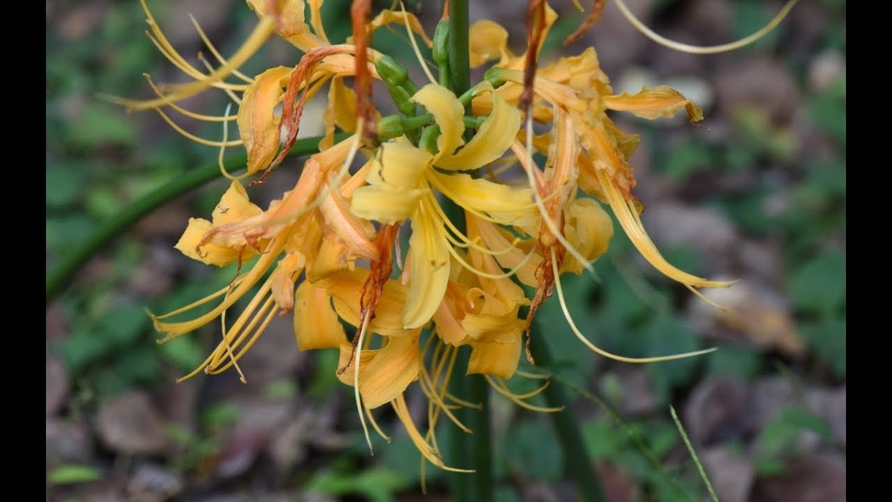 Hurricane Flower - YouTube