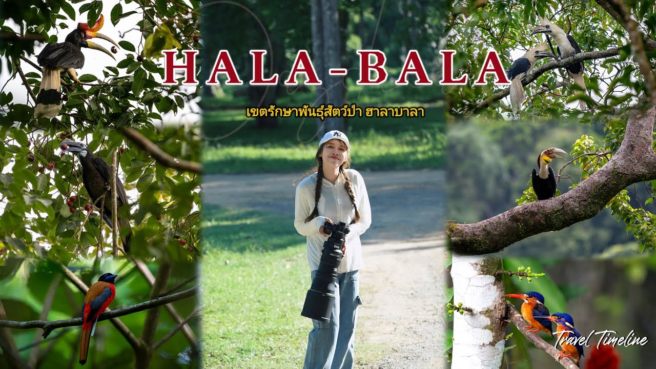 Hala Bala, Hala Bala, Dream Forest, Hornbill Paradise - YouTube