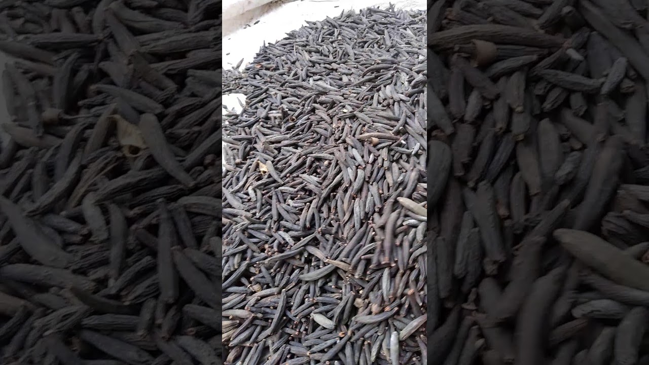 Organic Marathi moggu kapok buds for delicious foods - YouTube