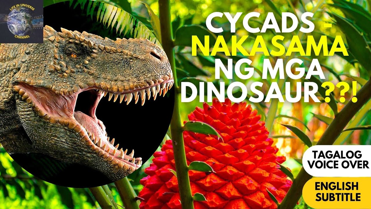 ENDANGERED PLANTS AND TREES IN THE PHILIPPINES LIFE IN UNIVERSE endangered-plants-and-trees-in-the-philippines-life-in-universe
