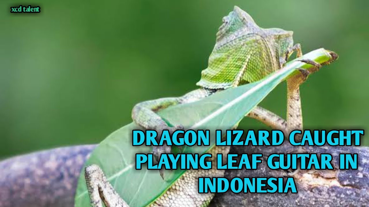 DRAGON LIZARD CAUGHT PLAYING LEAF GUITAR IN INDONESIA - YouTube