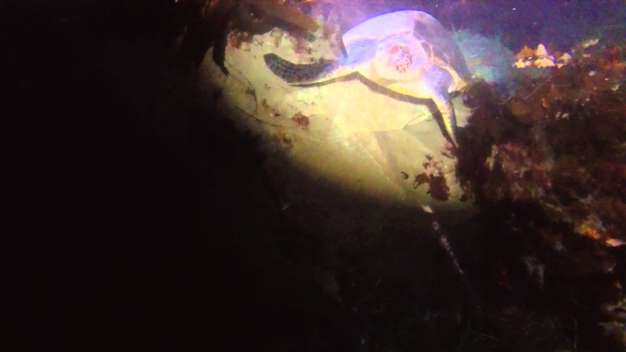 Penelope the Sea Turtle - YouTube