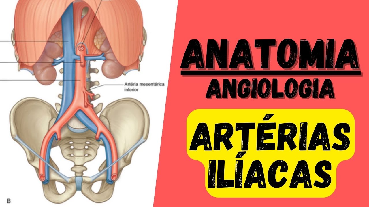 🔴👉 Artérias ILÍACAS - Angiologia 2 do Membro Inferior (MMII) - Anatomia ...