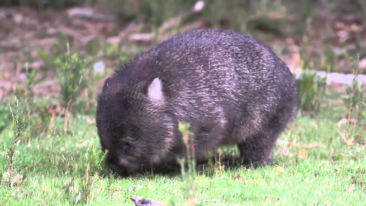 Tasmanian Wombat at Narawntapu National Park - YouTube